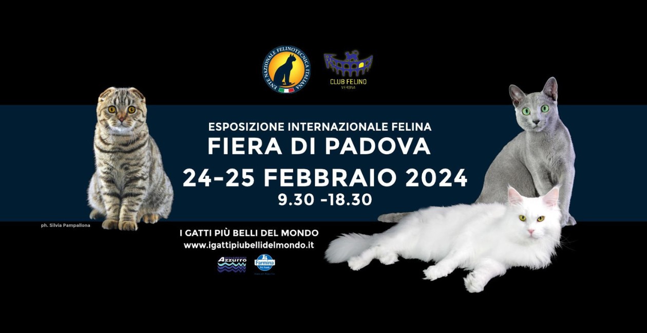 ESPOSIZIONE FELINA 2024 PADOVA ESPOSIZIONE FELINA 2024 PADOVA